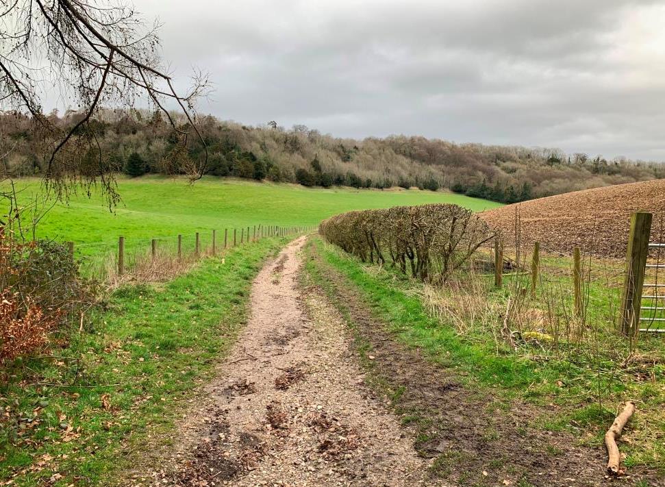 Downley Common and Hunt’s Hill Social Distancing Walk - Chiltern Society