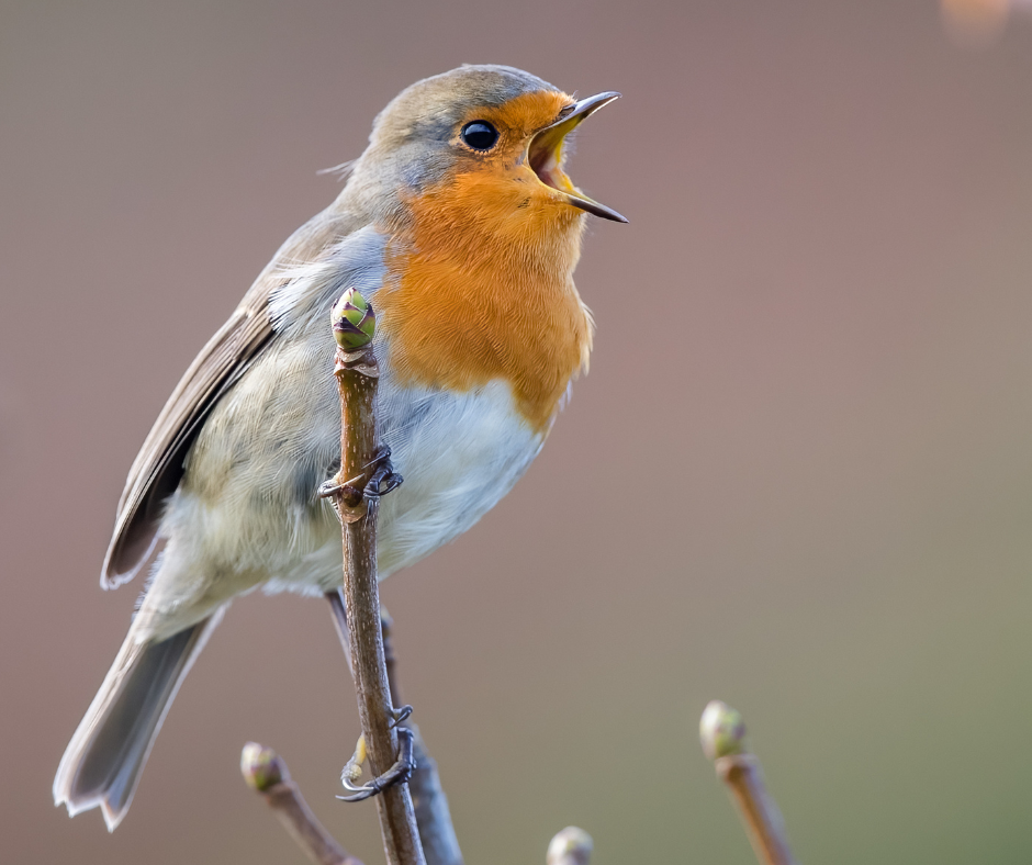 Murderous robins, seriously social tits and cannibalistic caterpillars ...